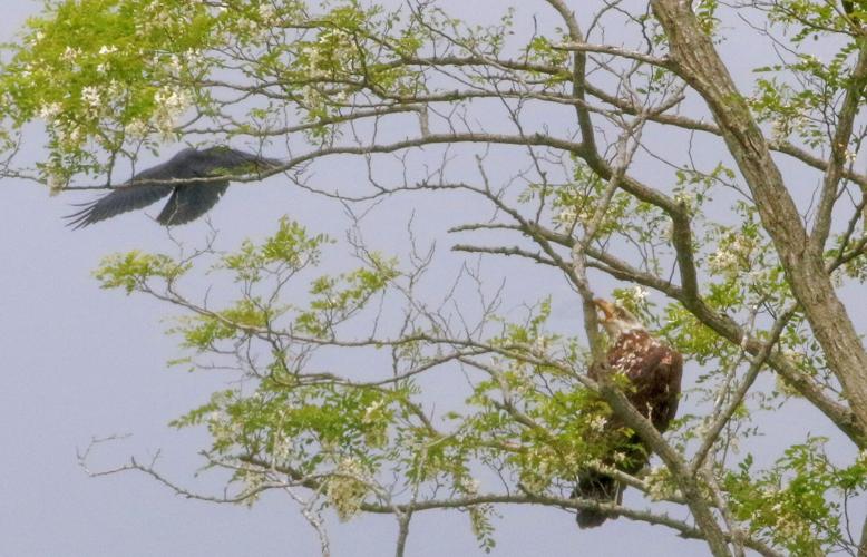 PHOTOS: Bird battles | Westerly | thewesterlysun.com