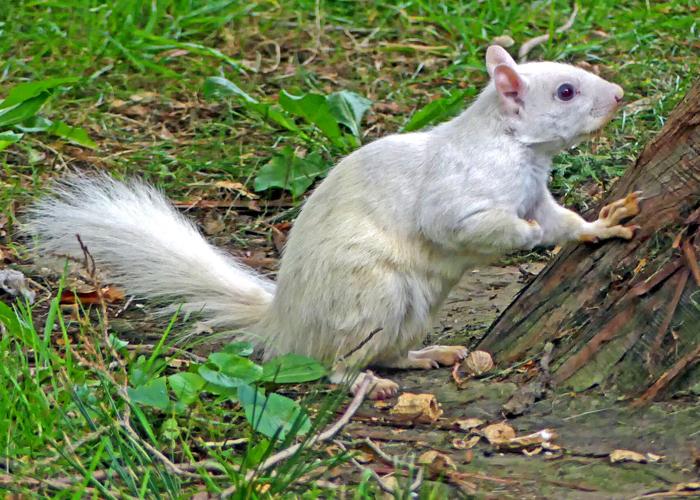 PHOTOS: Going nuts with Harry the squirrel in Wilcox Park | Westerly ...