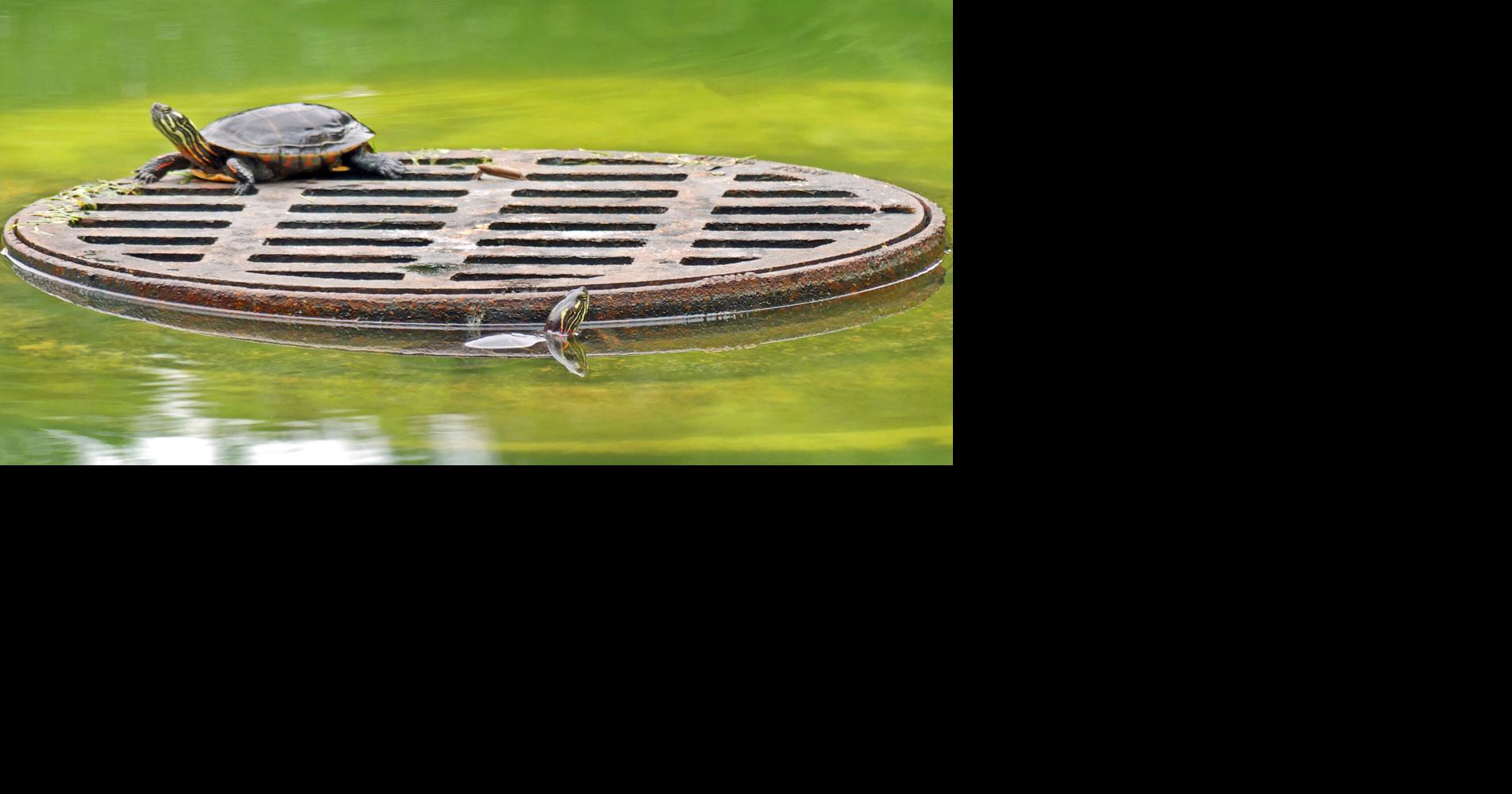 PHOTOS: Turtles circling the drain for some sun | Westerly ...