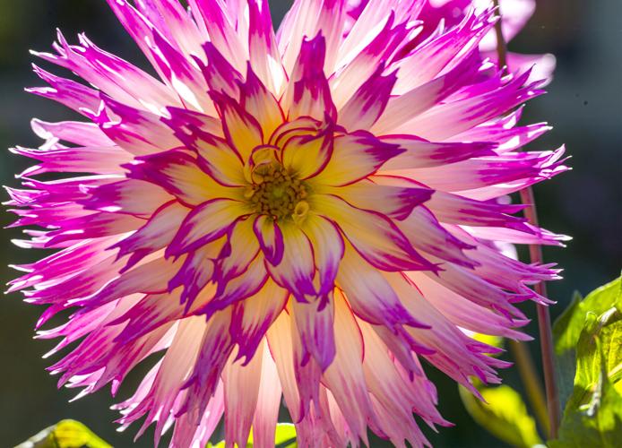 PHOTOS: Chasing the perfect dahlia | Westerly | thewesterlysun.com