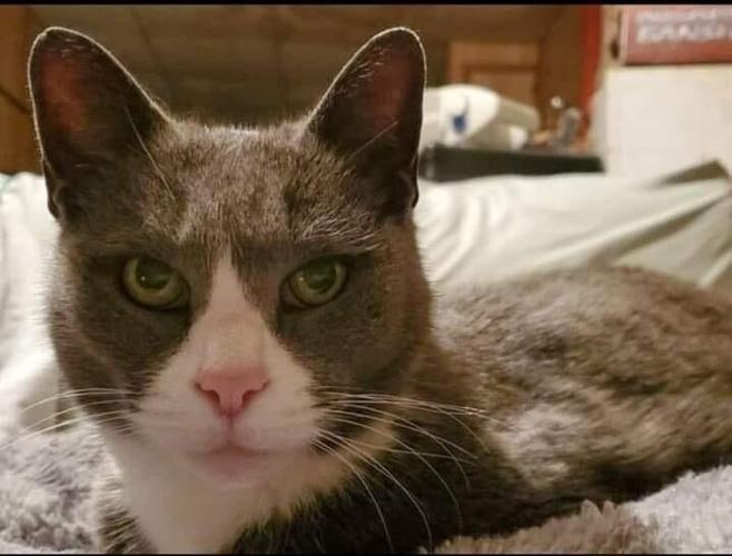 Kato the Cat reunited with owners after more than a year | Front Porch ...