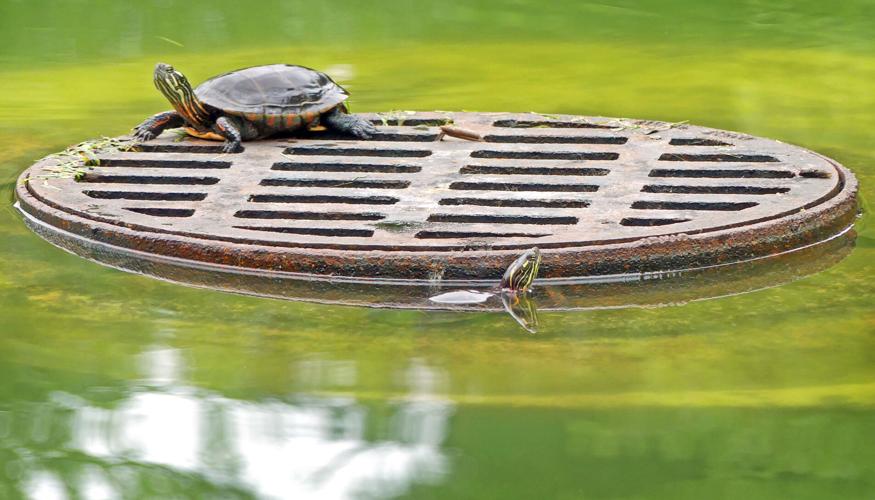 PHOTOS: Turtles circling the drain for some sun | Westerly ...