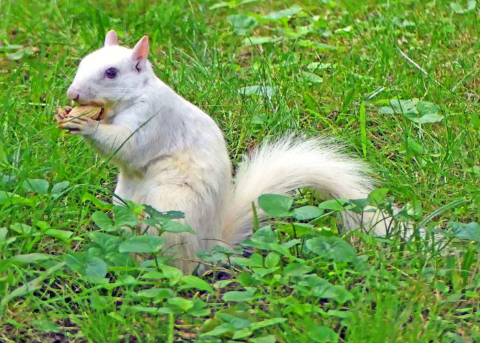 PHOTOS: Going nuts with Harry the squirrel in Wilcox Park | Westerly ...