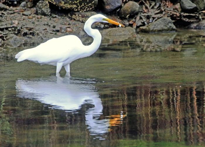 PHOTOS: Wing men of the Weekapaug Breachway | Westerly | thewesterlysun.com
