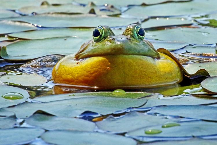 PHOTOS: Staredown with an American bullfrog | Photo Galleries ...