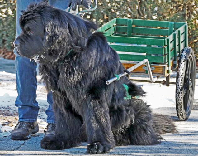 PHOTOS: Draft dogs in training at Mystic Seaport | Mystic River Press ...