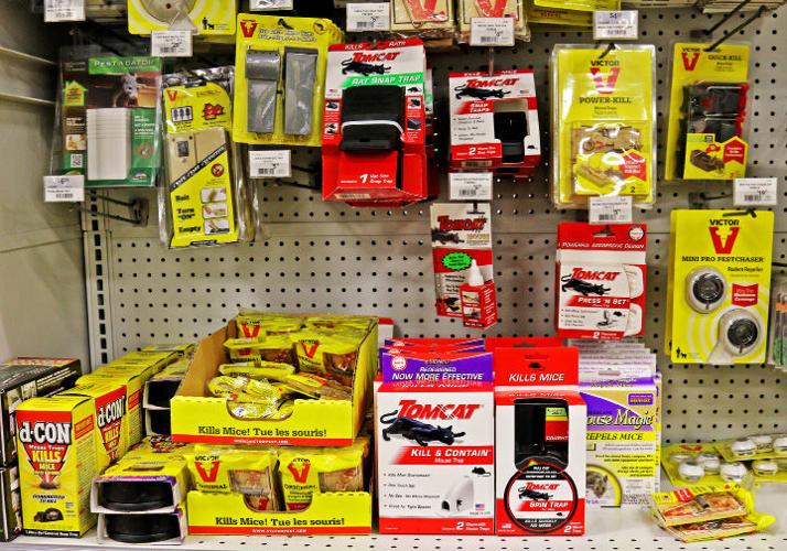 Rat-control products flying off the shelves at area hardware stores ...