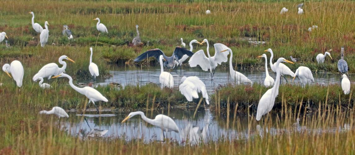 PHOTOS: A bird summit on Winnapaug Pond | Westerly | thewesterlysun.com