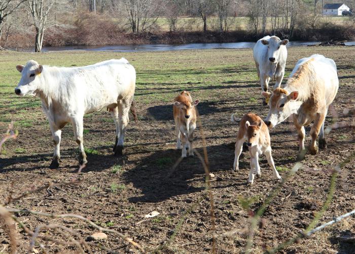 PHOTOS: Making the milk at the Beriah Lewis Farm | North Stonington ...