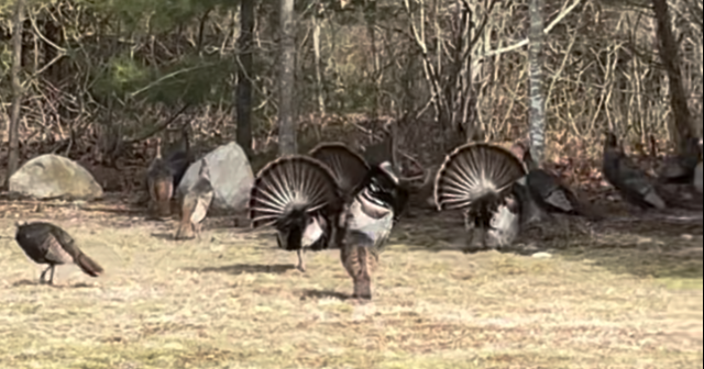 Springtime foraging with a flock of wild turkeys! | Front Porch News ...
