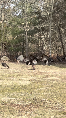 Springtime foraging with a flock of wild turkeys! | Front Porch News ...