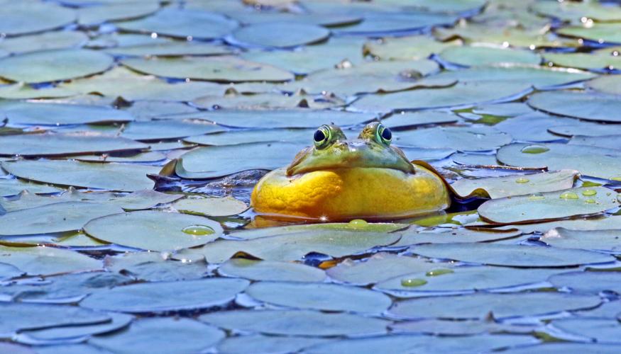PHOTOS: Staredown with an American bullfrog | Photo Galleries ...