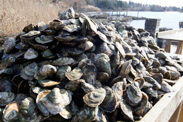 New Rhode Island plan for shellfish is well-received | News ...