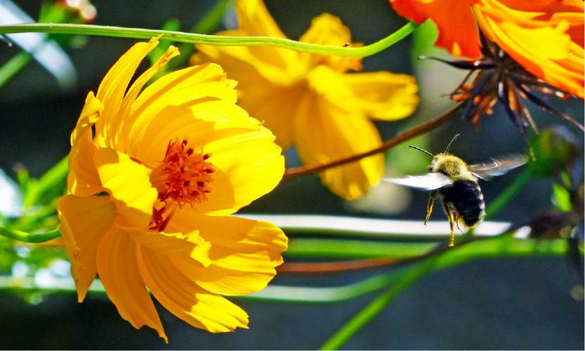 PHOTOS: A bee gets busy gathering pollen | News | thewesterlysun.com
