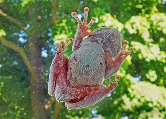 PHOTOS: Frog in a bind | Stonington | thewesterlysun.com