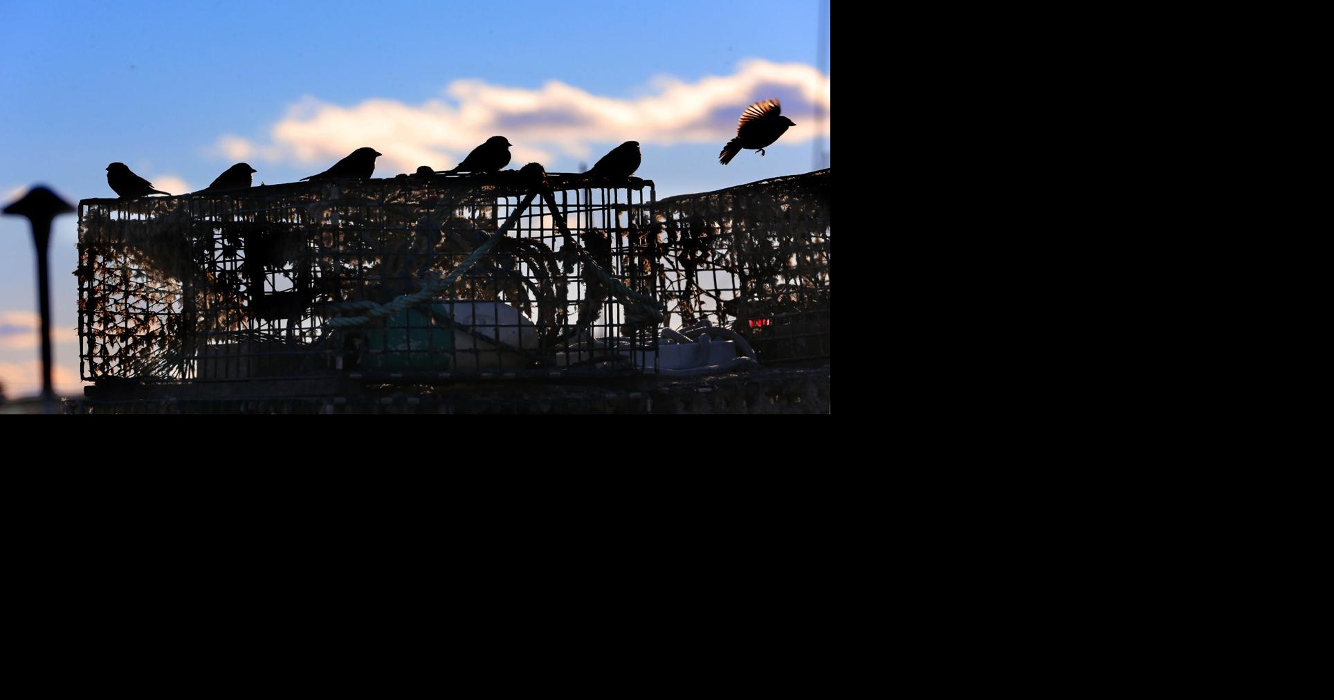PHOTO: Silhouetted plovers on lobster traps | Stonington ...