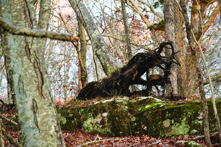 The Naturalist's Journal: The Naturalist finds gold in the email inbox ...