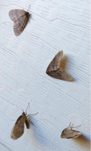 Invasion of the winter moths accelerating quickly | News ...