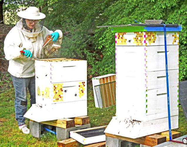 Queen Bee: Hives find a welcome home with the Celicos | Stonington ...