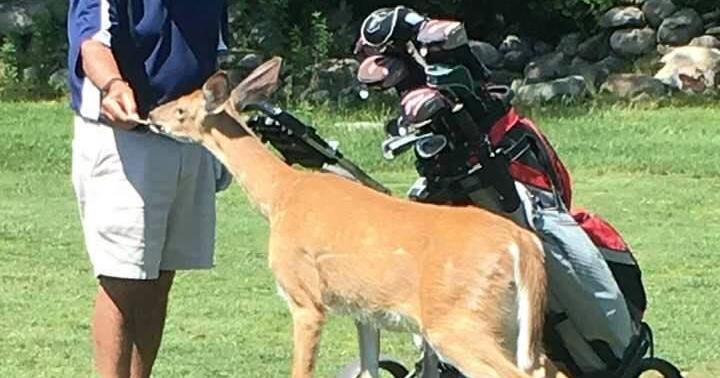Paul Nunes meets a new friend on the golf course | Front Porch News ...