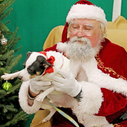 PHOTOS: Pets get a turn with Santa in Westerly | Westerly ...