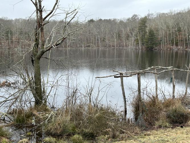 Swamp Yankee Stories: The beavers show up, get to work and transform ...