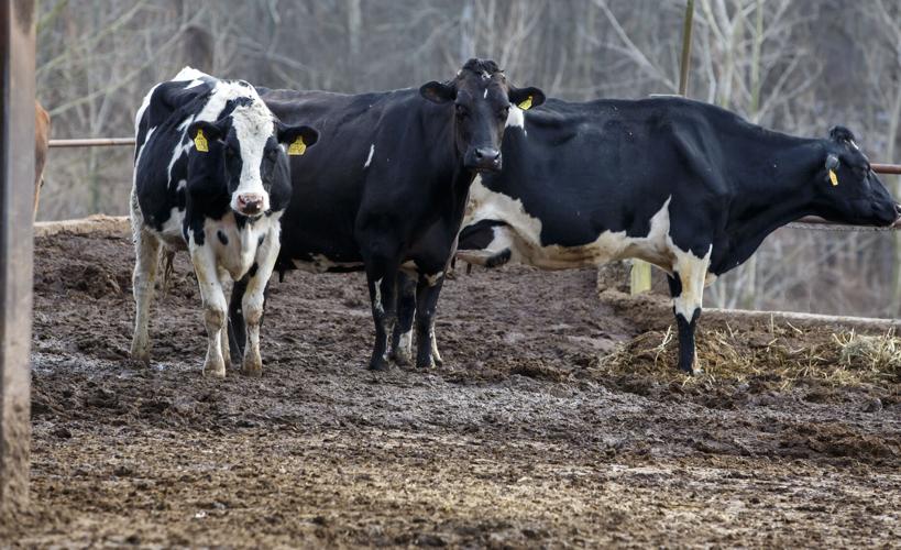 PHOTOS: Down on the farm | North Stonington | thewesterlysun.com