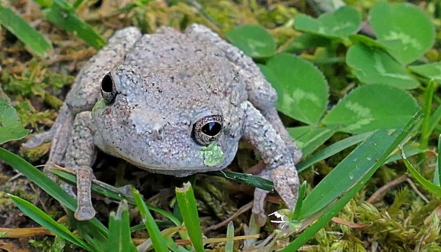 PHOTOS: Frog in a bind | Stonington | thewesterlysun.com