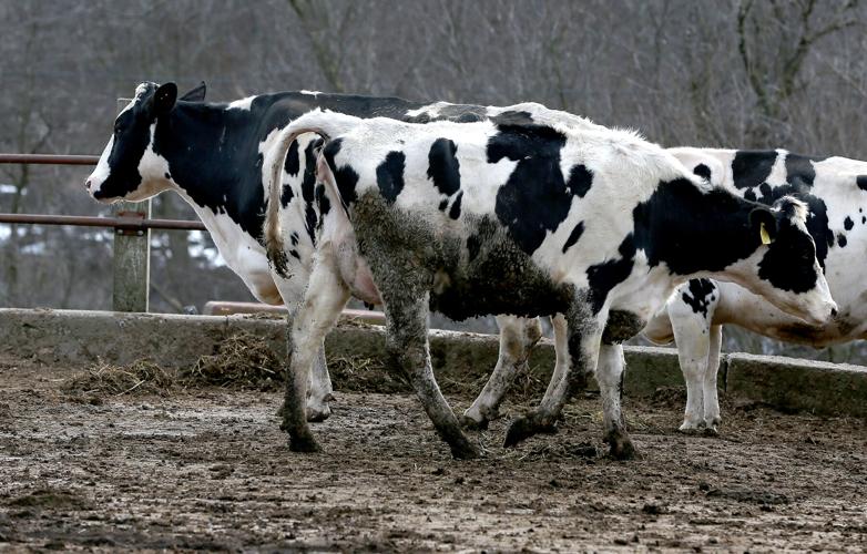 PHOTOS: Down on the farm | North Stonington | thewesterlysun.com