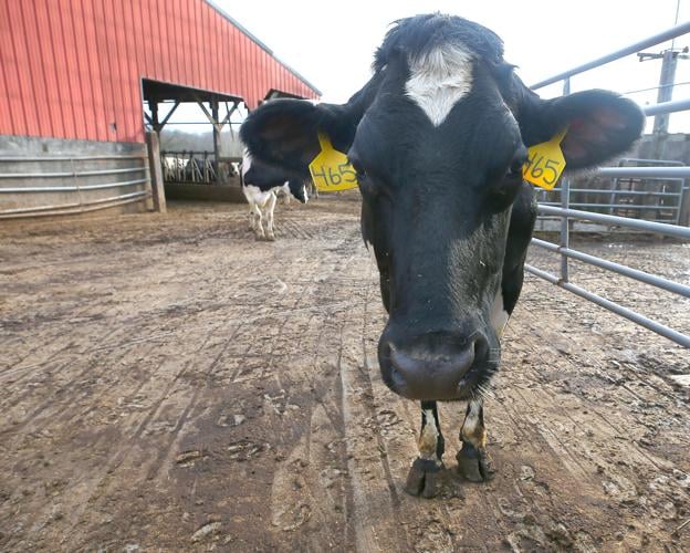 PHOTOS: Down on the farm | North Stonington | thewesterlysun.com