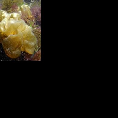 Invasive seaweed makes its move along Rhode Island coast | Westerly ...