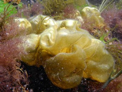 Invasive seaweed makes its move along Rhode Island coast | Westerly ...