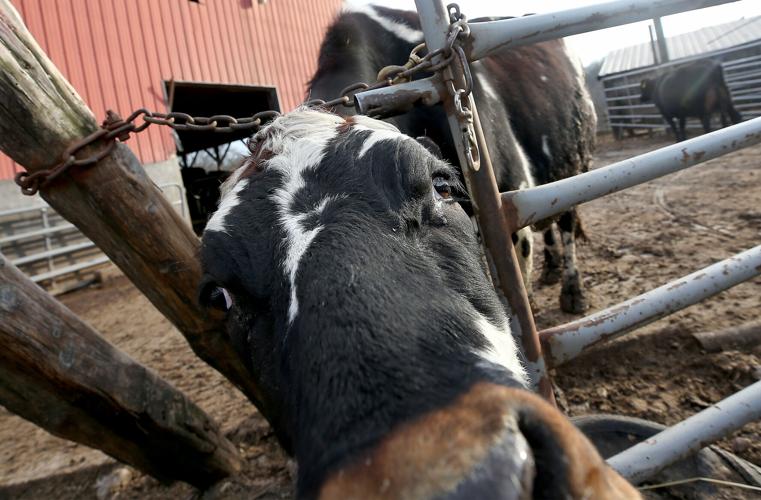 PHOTOS: Down on the farm | North Stonington | thewesterlysun.com
