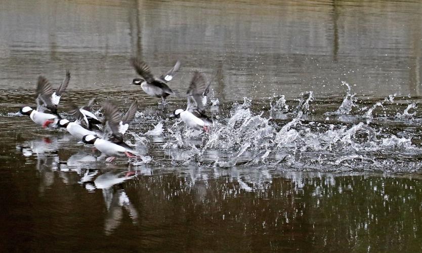 PHOTOS: A flock of bufflehead ducks take wing | Photo Galleries ...