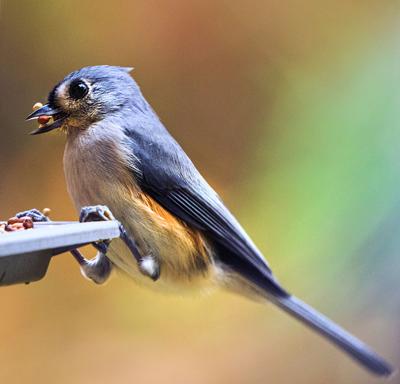 PHOTO: A tufted titmouse feeds | North Stonington | thewesterlysun.com