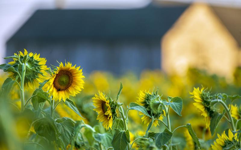 PHOTOS: Sunflowers for a good cause at Buttonwood Farm | Stonington ...