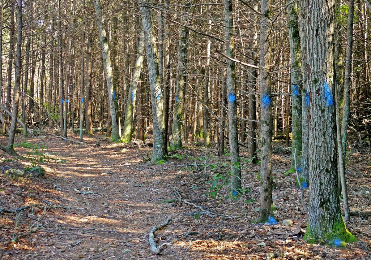 Conservancy clearing trees at Hoffman Evergreen Preserve to restore ...