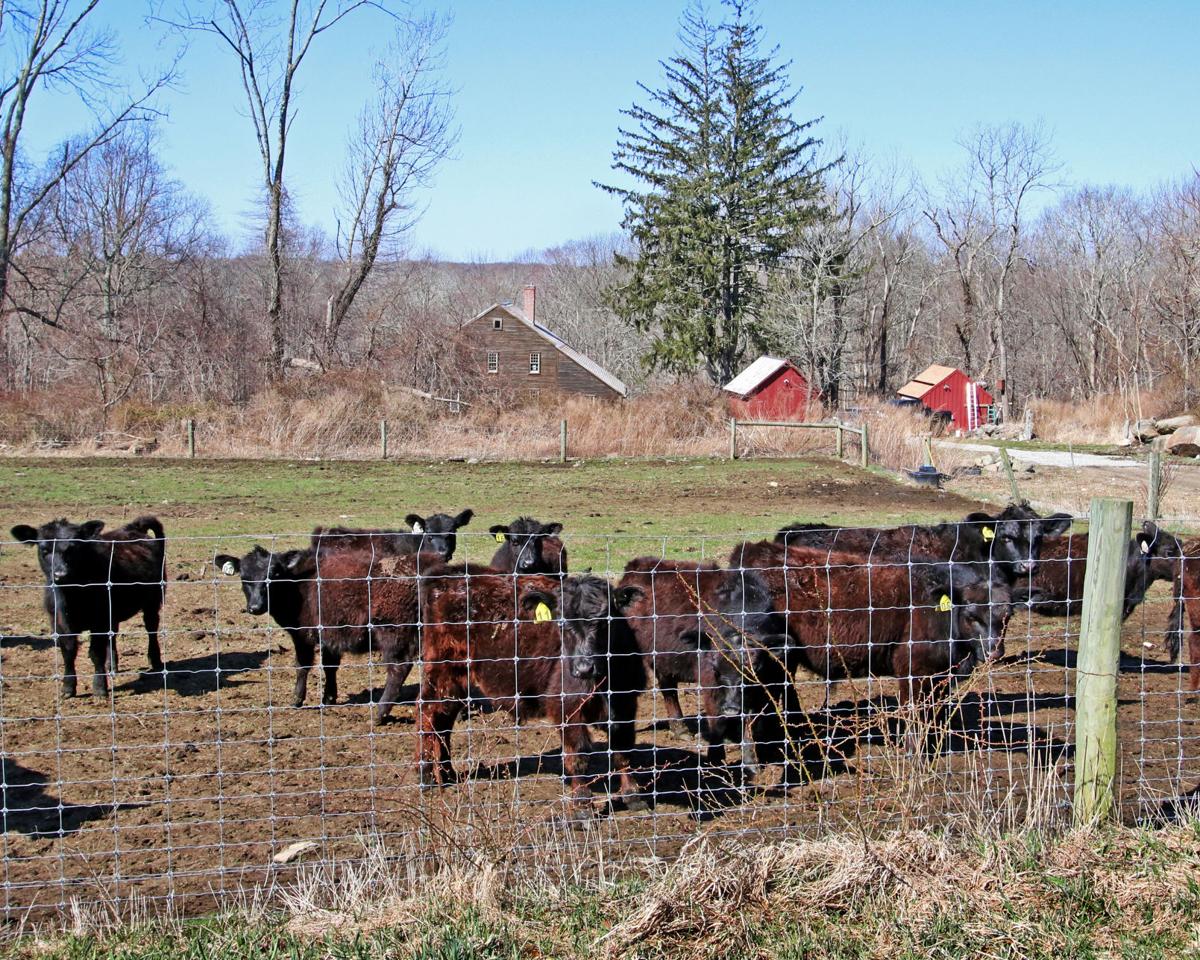 Forge Farm renovation is underway, with an open house on Saturday ...