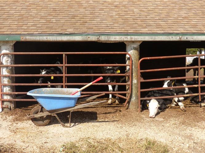 In front of the herd: Beriah Lewis Farm crowned state’s top dairy farm ...