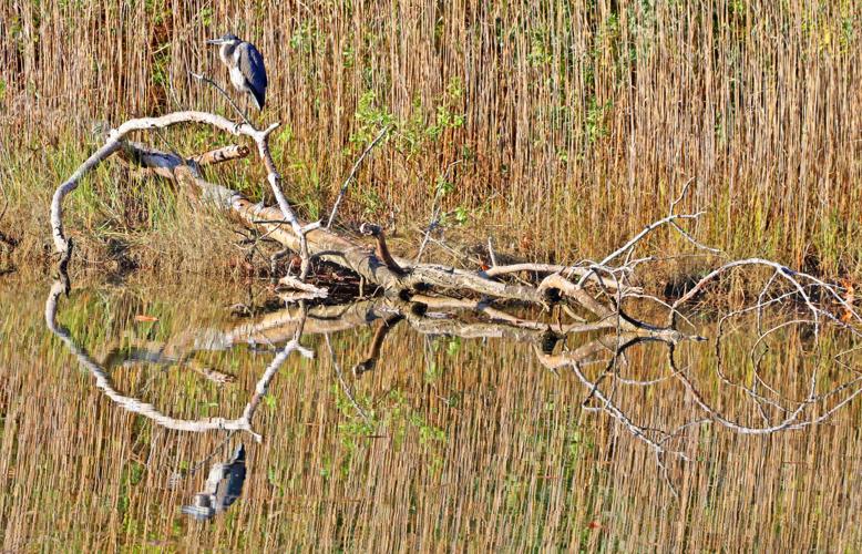 PHOTOS: Great blue heron on a tree branch in a cove | Westerly ...