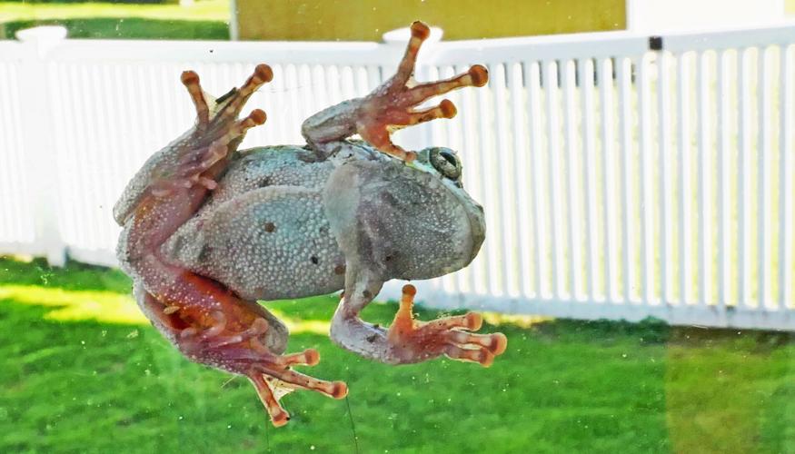 PHOTOS: Frog in a bind | Stonington | thewesterlysun.com