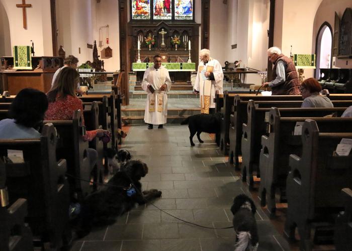 PHOTOS: The annual Blessing of the Animals | Daily-news-alerts ...