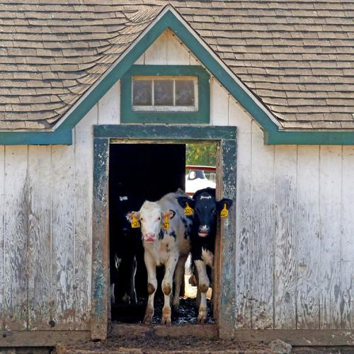 In front of the herd: Beriah Lewis Farm crowned state’s top dairy farm ...
