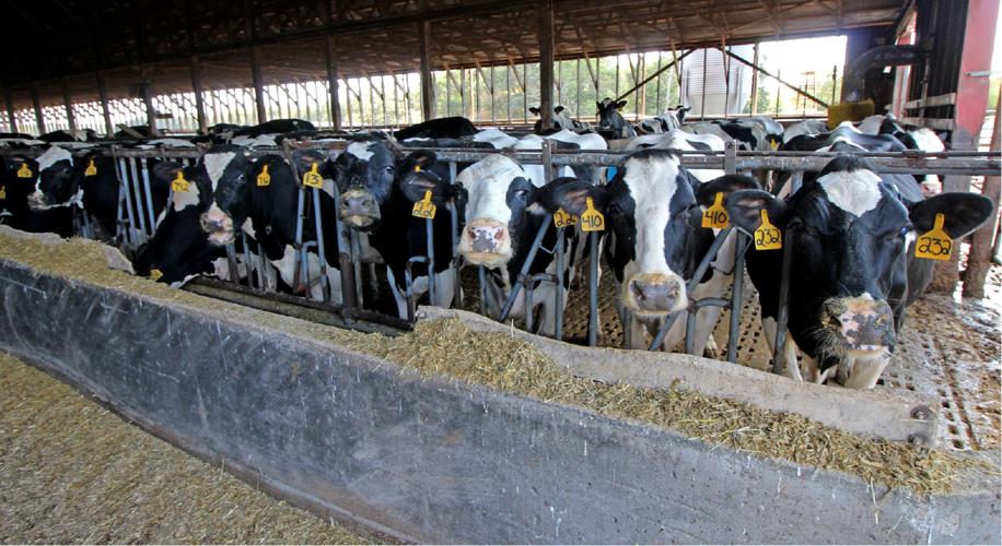 In front of the herd: Beriah Lewis Farm crowned state’s top dairy farm ...