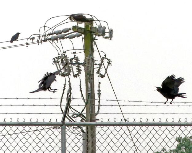 PHOTOS: Ospreys nesting on a boom | Stonington | thewesterlysun.com