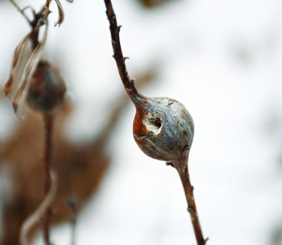 The Naturalist’s Journal: A galling solution to the problem of winter ...