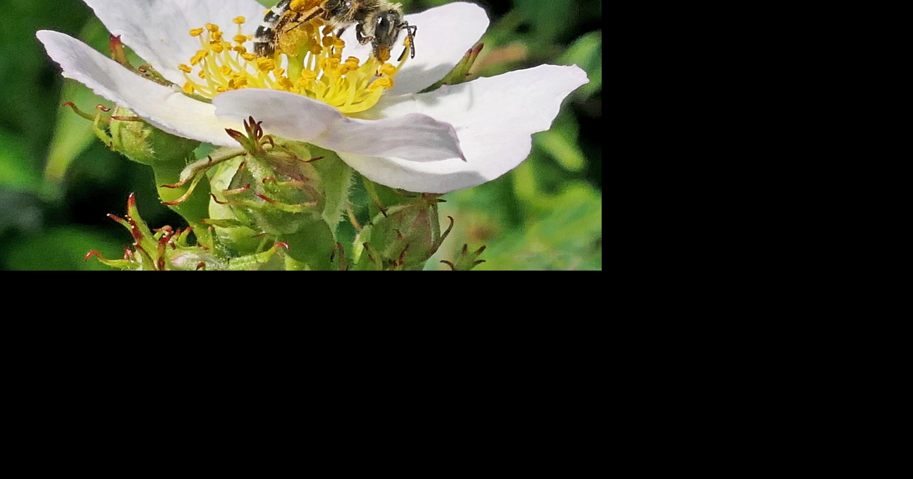 PHOTOS: Pollinators at Work | Westerly | thewesterlysun.com