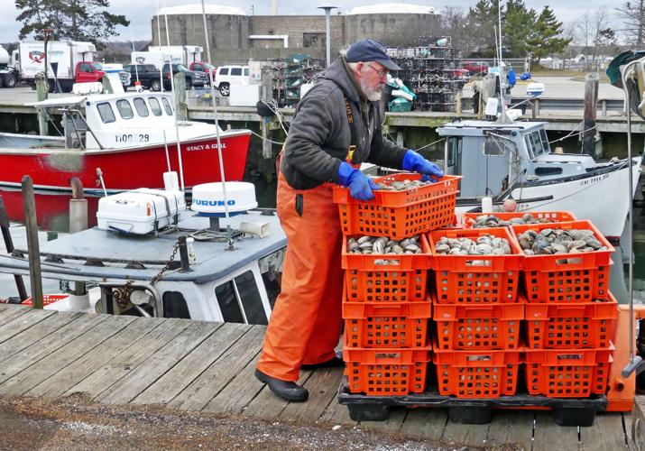 PHOTOS: Clammer unloads his haul at Town Dock | Stonington ...