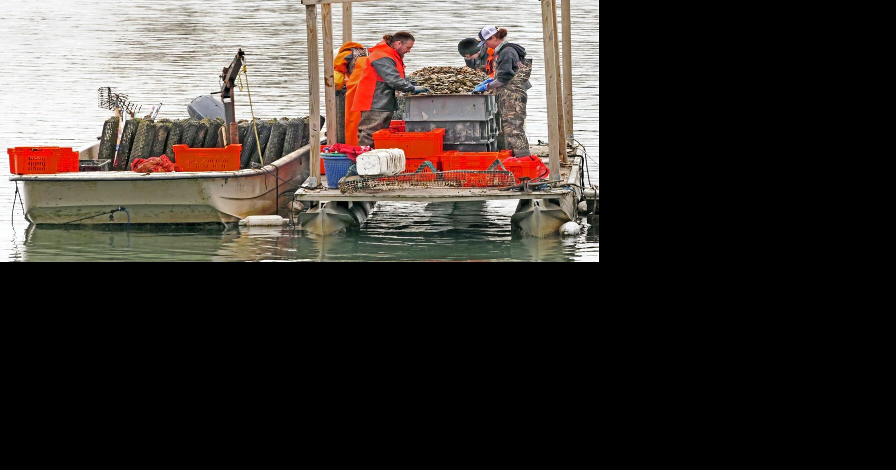 PHOTOS: Sorting the oyster catch | Westerly | thewesterlysun.com
