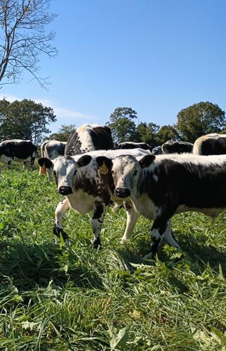 Leaving a legacy: Firefly Farms seeks home for its herd as retirement ...